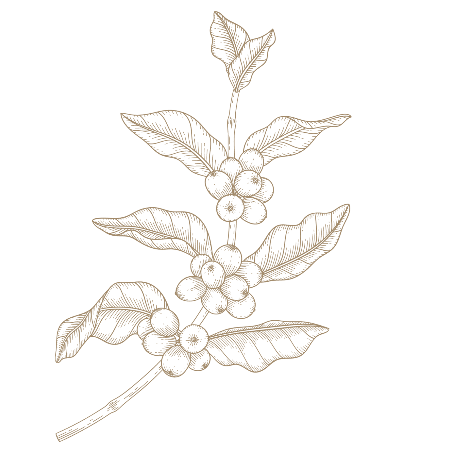 The Black Penny Café South Bank | Brunch & Coffee